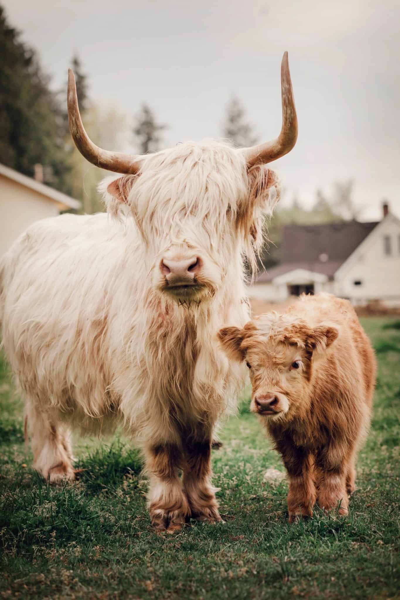 Mini Highland Cows: A Comprehensive Guide for Potential Owners - The ...