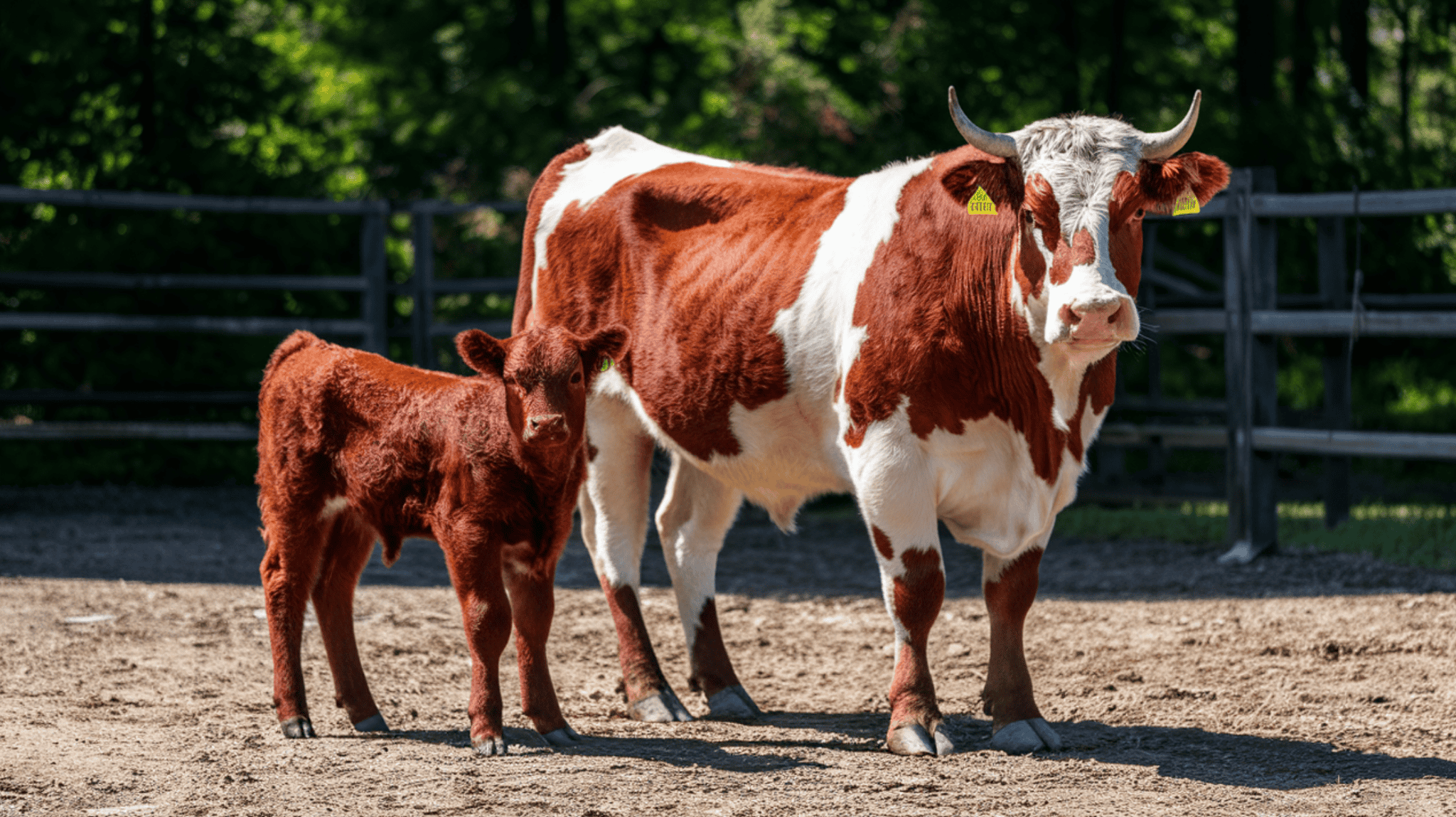 How Much Does a Cow Cost? Average Prices in the USA - The Easy Homestead