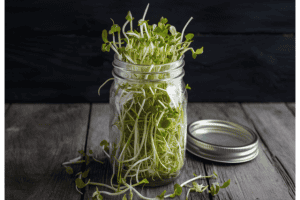 How to Grow Alfalfa Sprouts at Home (Top 2 Methods) - The Easy Homestead