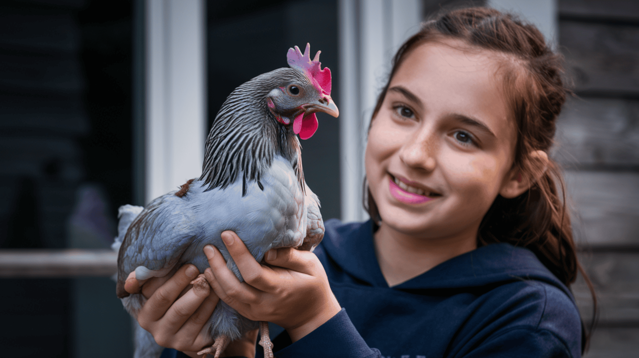 Sapphire Gem Chickens: The Ultimate Guide to Raising Them - The Easy ...