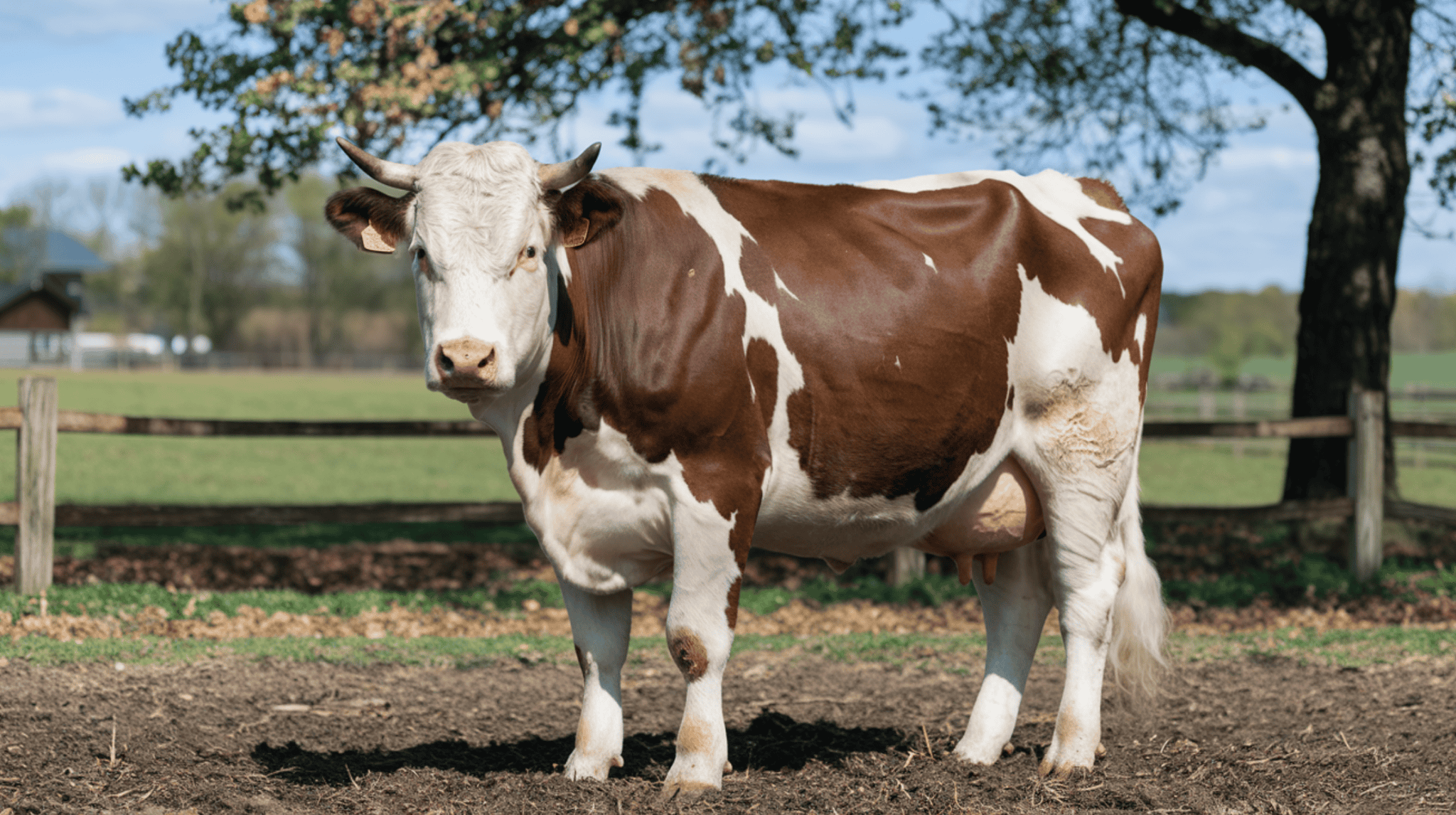 How Much Does a Cow Weigh? (Baby, Mini, Dairy, Beef) - The Easy Homestead