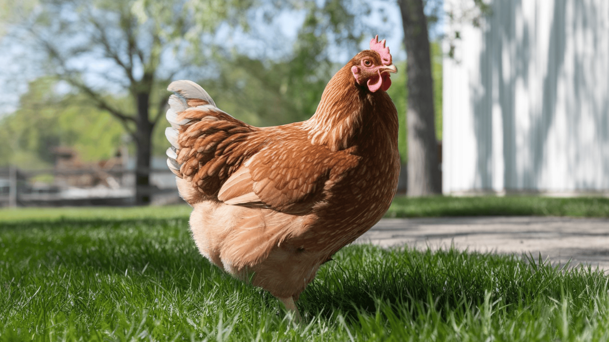 Cinnamon Queen Chickens: The Ultimate Egg-Laying Machines! - The Easy ...