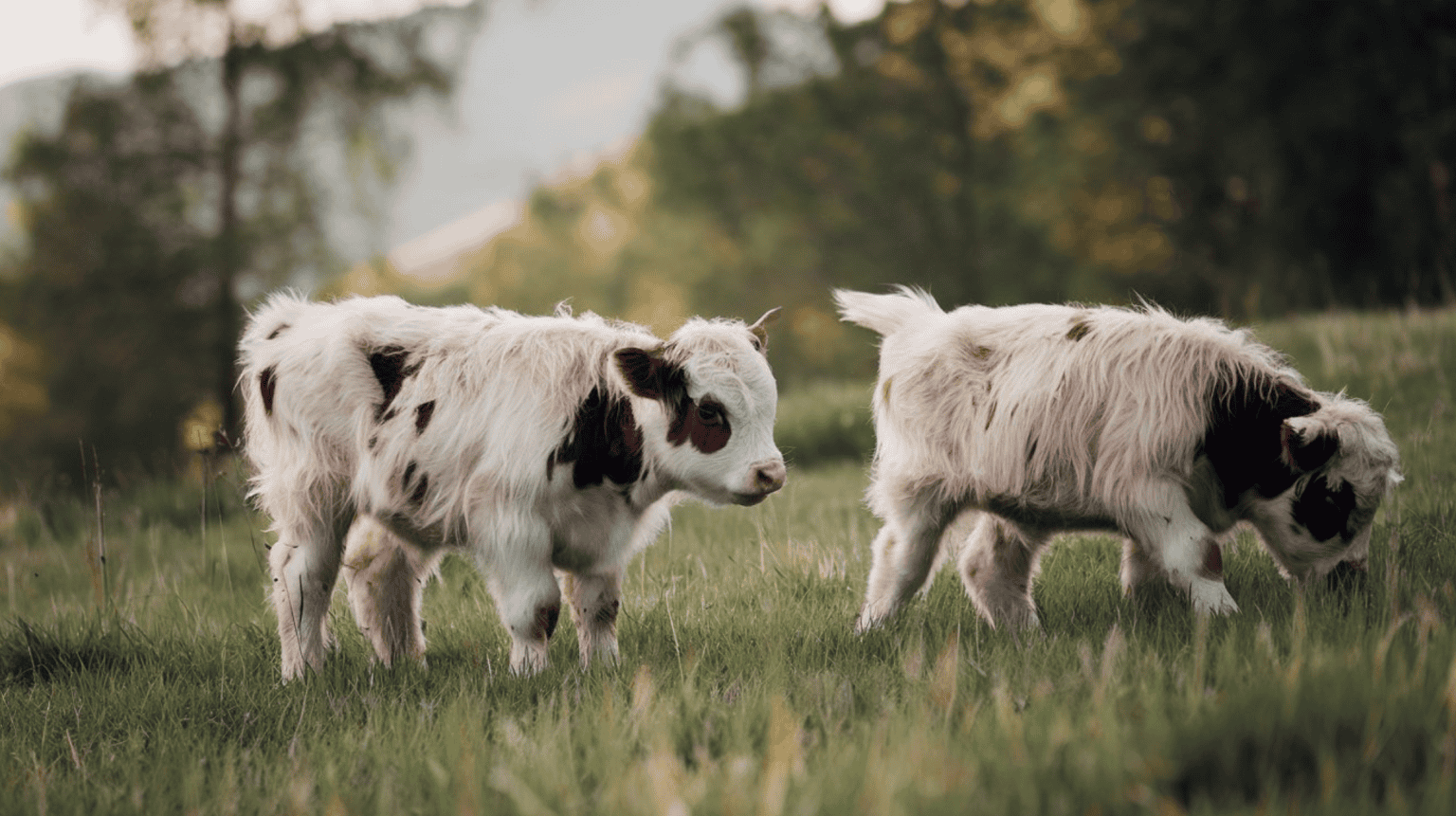 How Much is a Mini Highland Cow? Is It Worth It In 2025? - The Easy ...