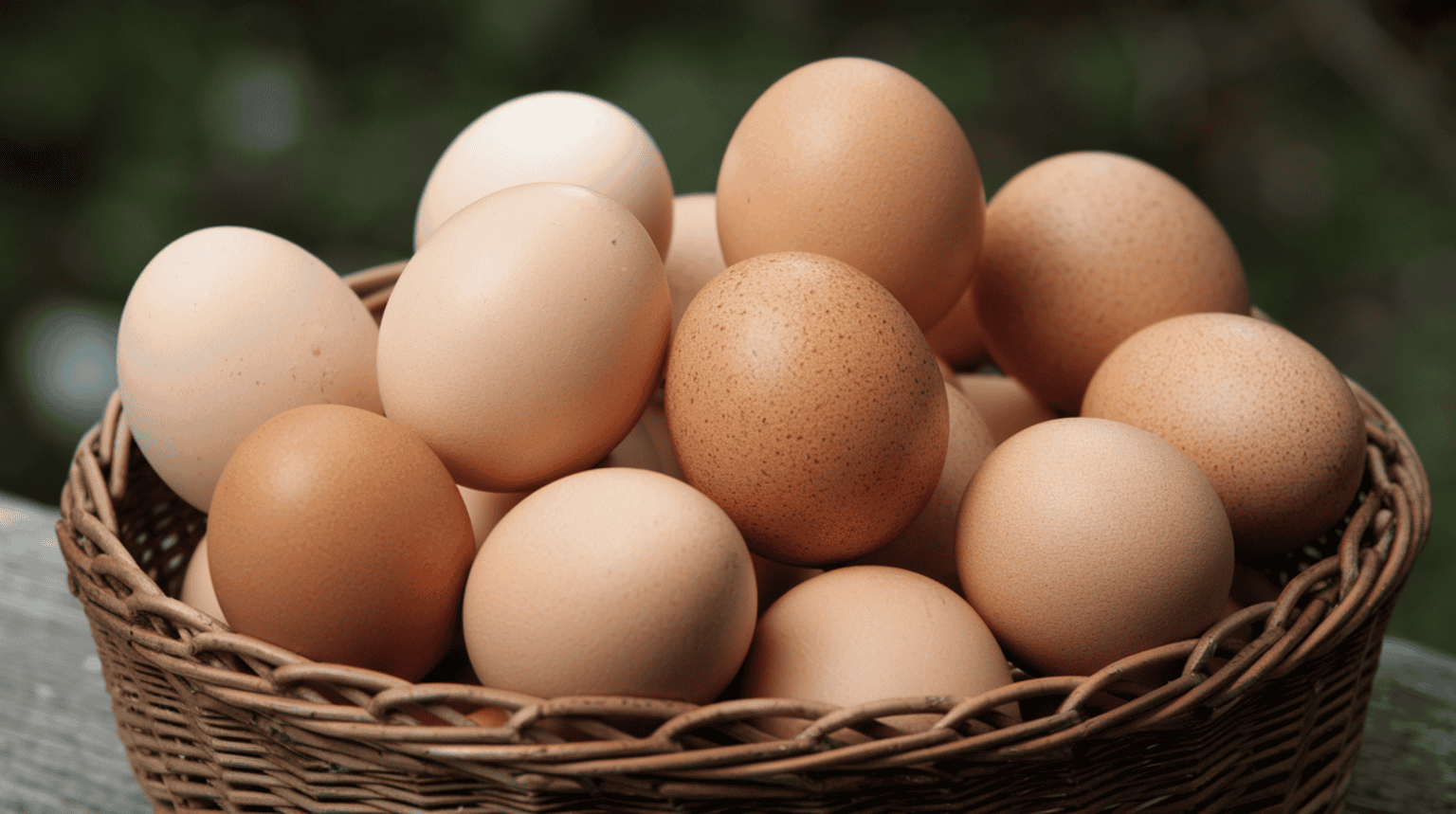 Brahma Chickens: The Gentle Giants of the Poultry World - The Easy ...