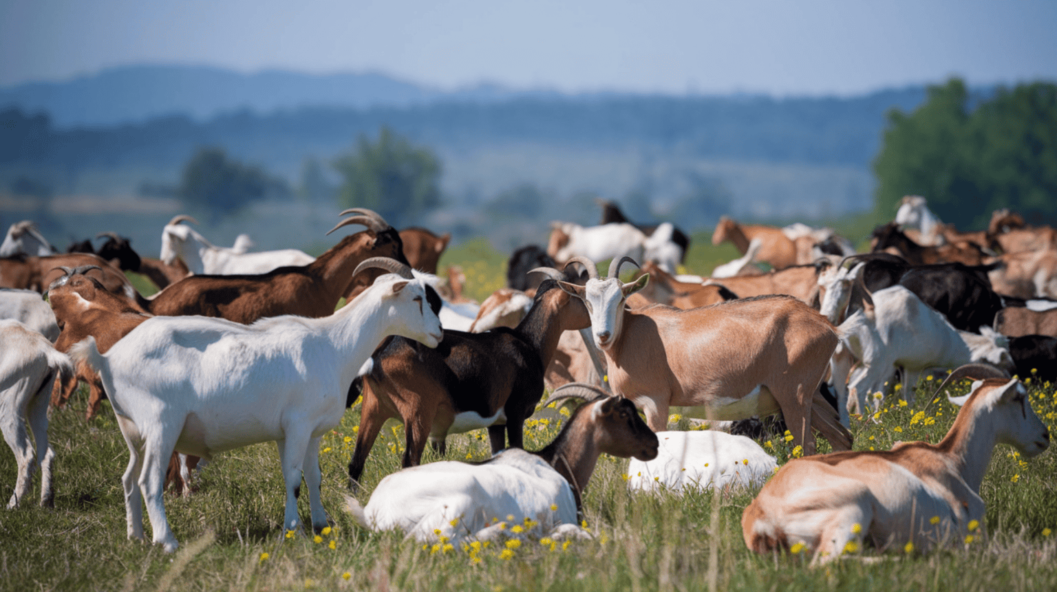 10+ Popular Goat Breeds for Farms and Homesteads in 2025 - The Easy ...