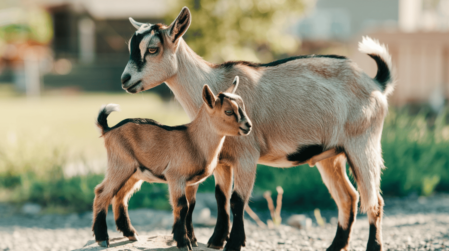Pygmy Goats: My Guide to These Adorable Mini Farm Animals - The Easy ...