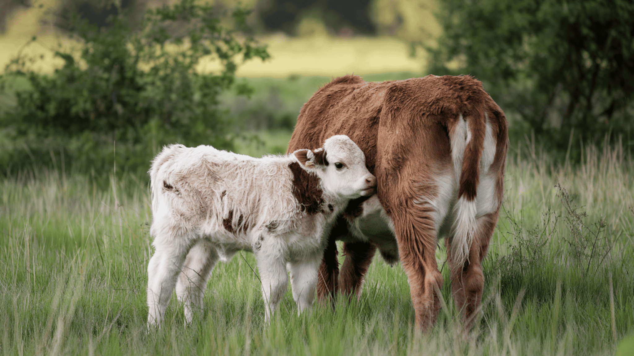 Fluffy Cows: 14 "Moo-velous!" Photos You'll Have To Share - The Easy ...