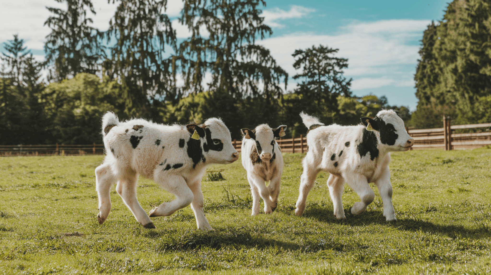 Fluffy Cows: 14 "Moo-velous!" Photos You'll Have To Share - The Easy ...