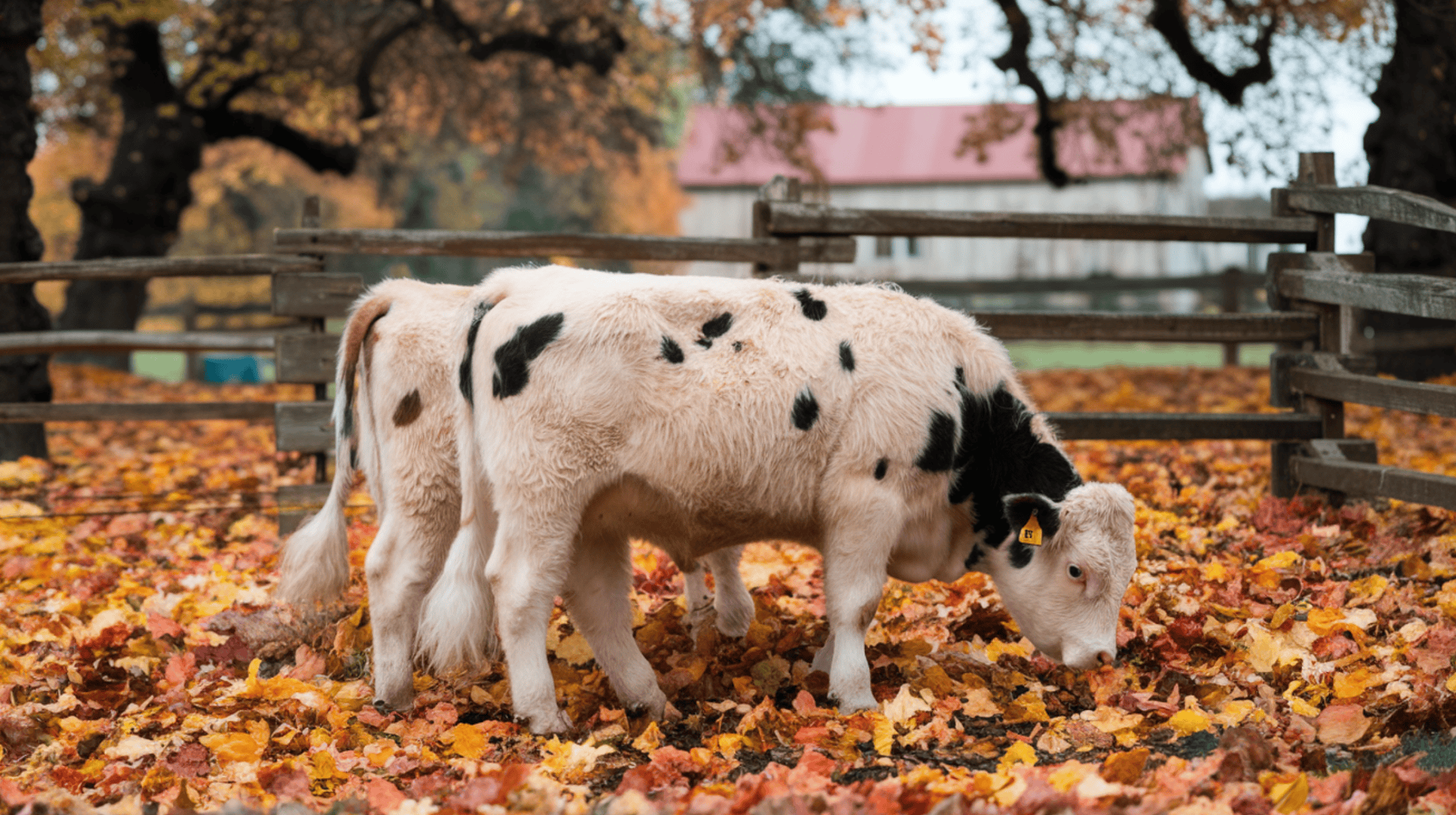 Fluffy Cows: 14 "Moo-velous!" Photos You'll Have To Share - The Easy ...