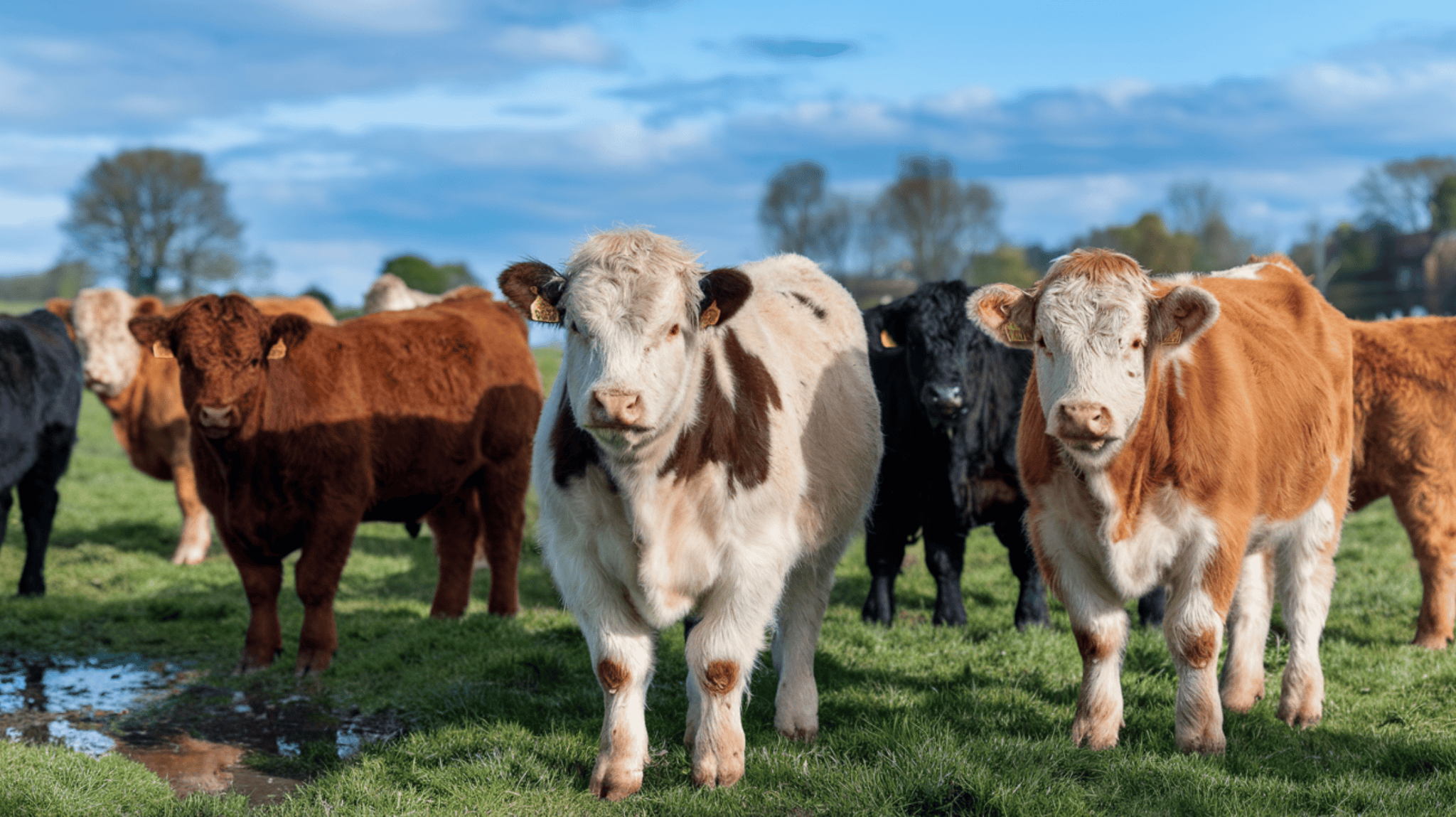 Fluffy Cows: 14 "Moo-velous!" Photos You'll Have To Share - The Easy ...