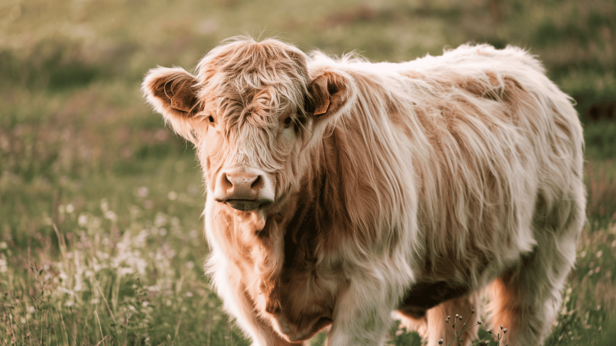 Fluffy Cows: 14 "Moo-velous!" Photos You'll Have To Share - The Easy ...