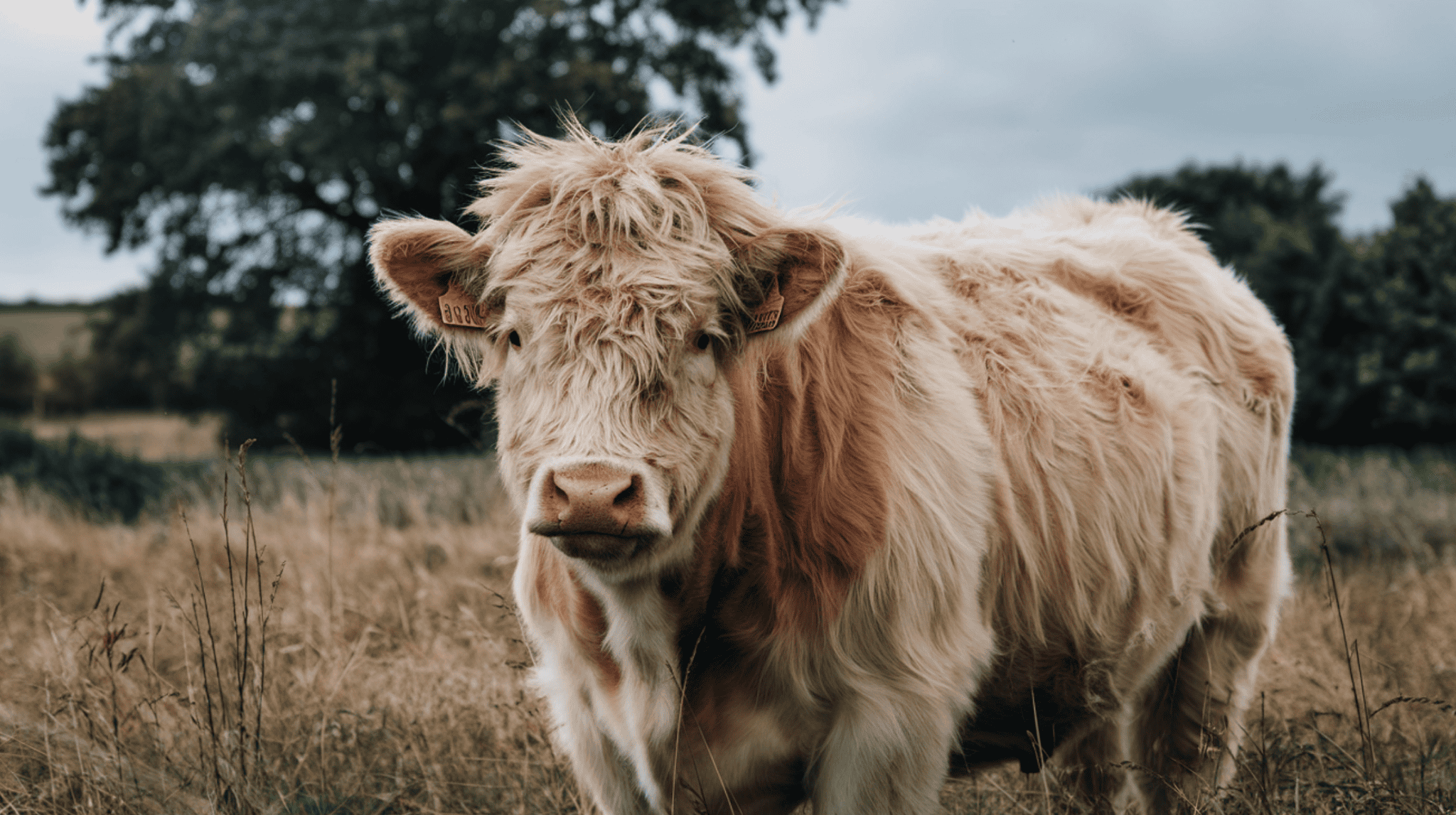 Fluffy Cows: 14 "Moo-velous!" Photos You'll Have To Share - The Easy ...