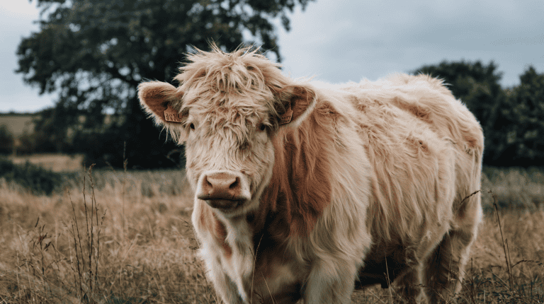 Fluffy Cows: 14 "Moo-velous!" Photos You'll Have To Share - The Easy ...