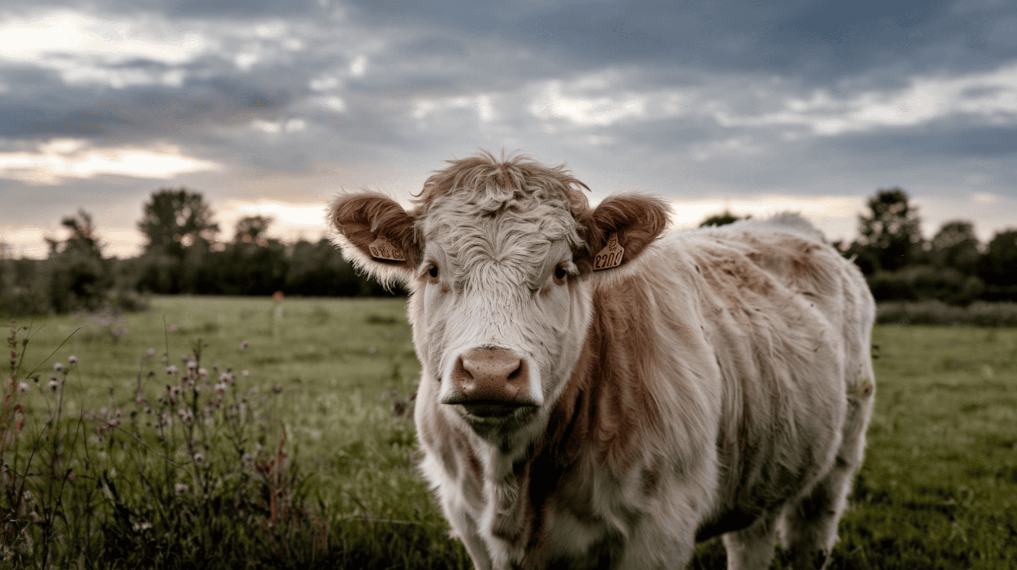 Fluffy Cows: 14 "Moo-velous!" Photos You'll Have To Share - The Easy ...