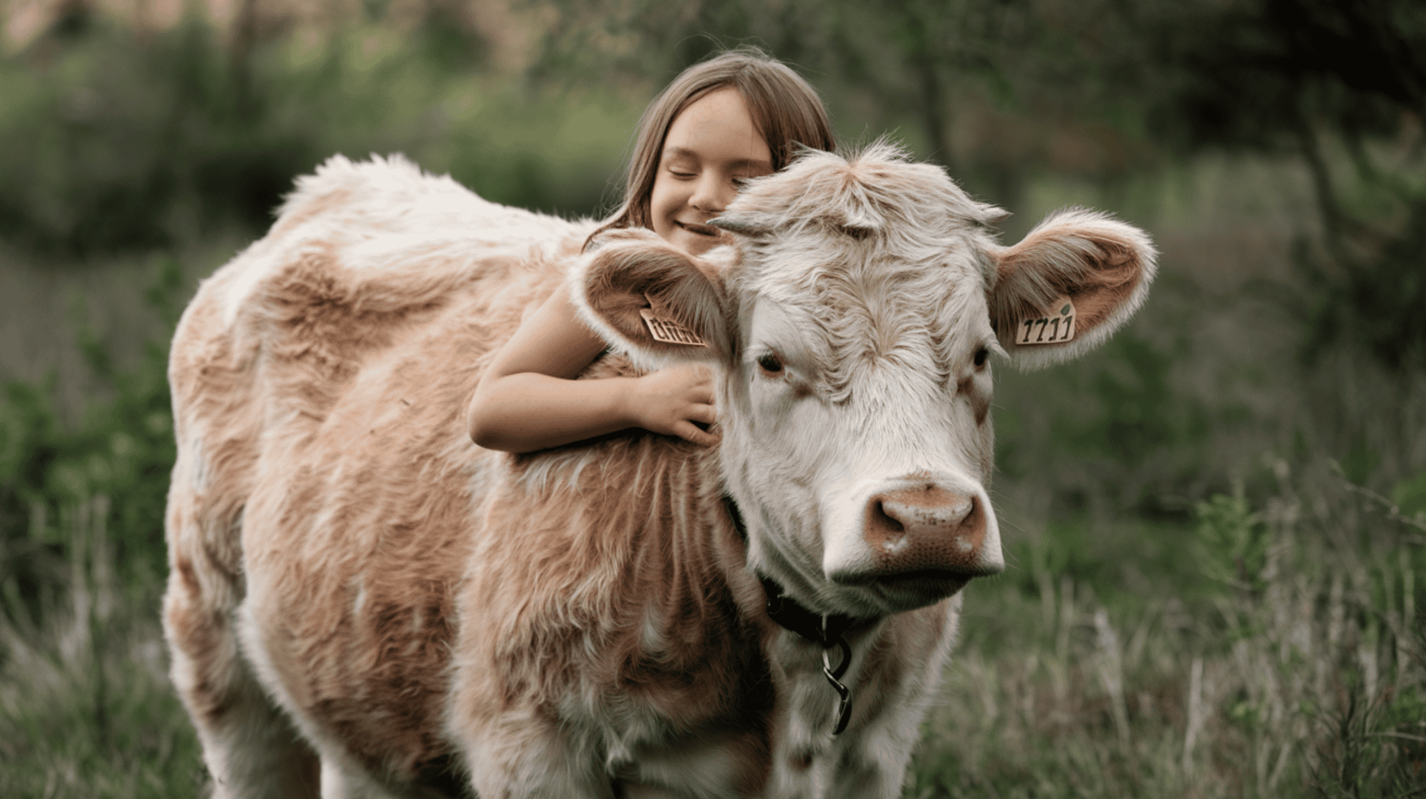 Fluffy Cows: 14 "Moo-velous!" Photos You'll Have To Share - The Easy ...