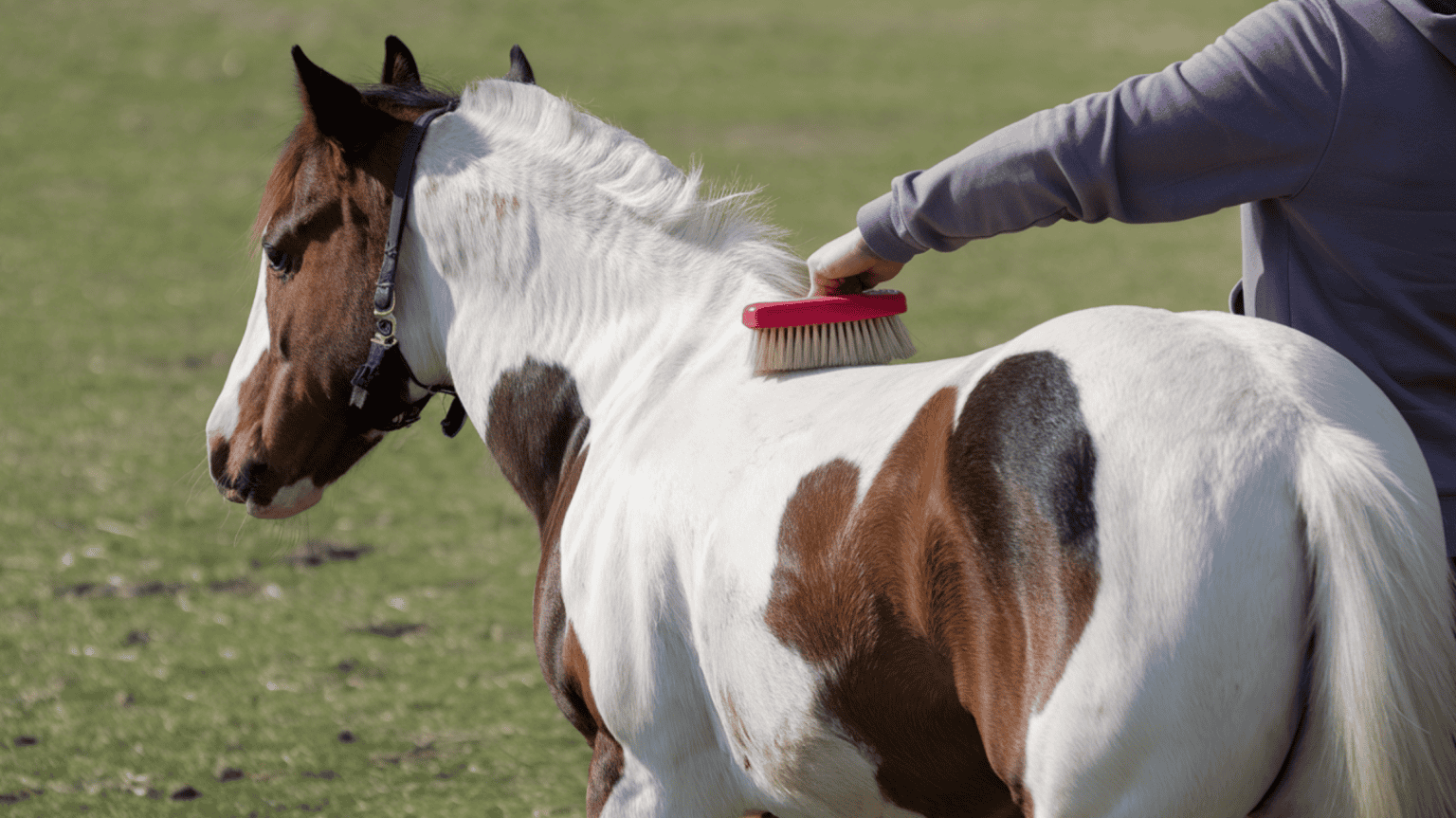 Mini Horses: My Guide to These Adorable Equine Companions - The Easy ...