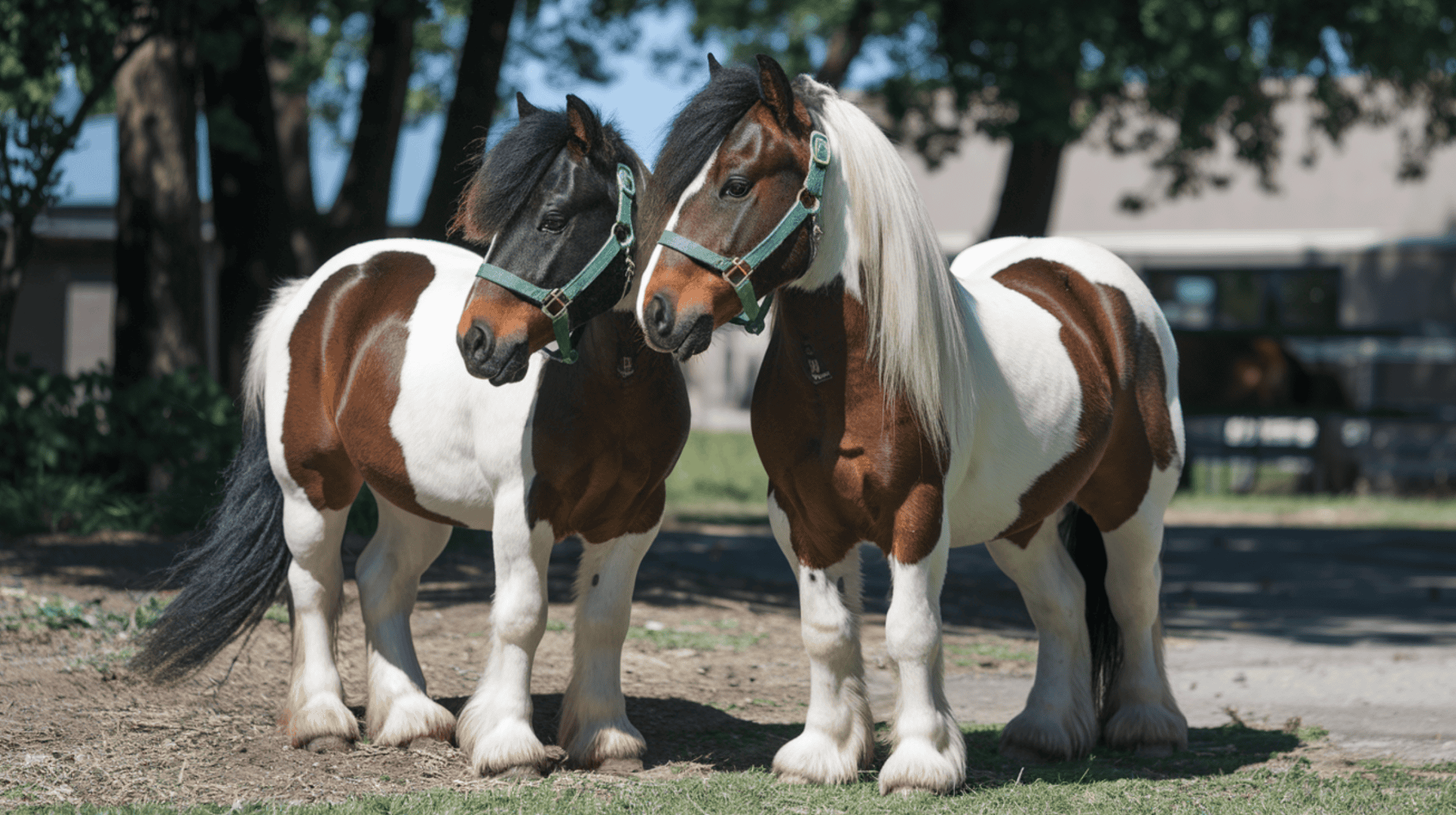 Mini Horses: My Guide to These Adorable Equine Companions - The Easy ...